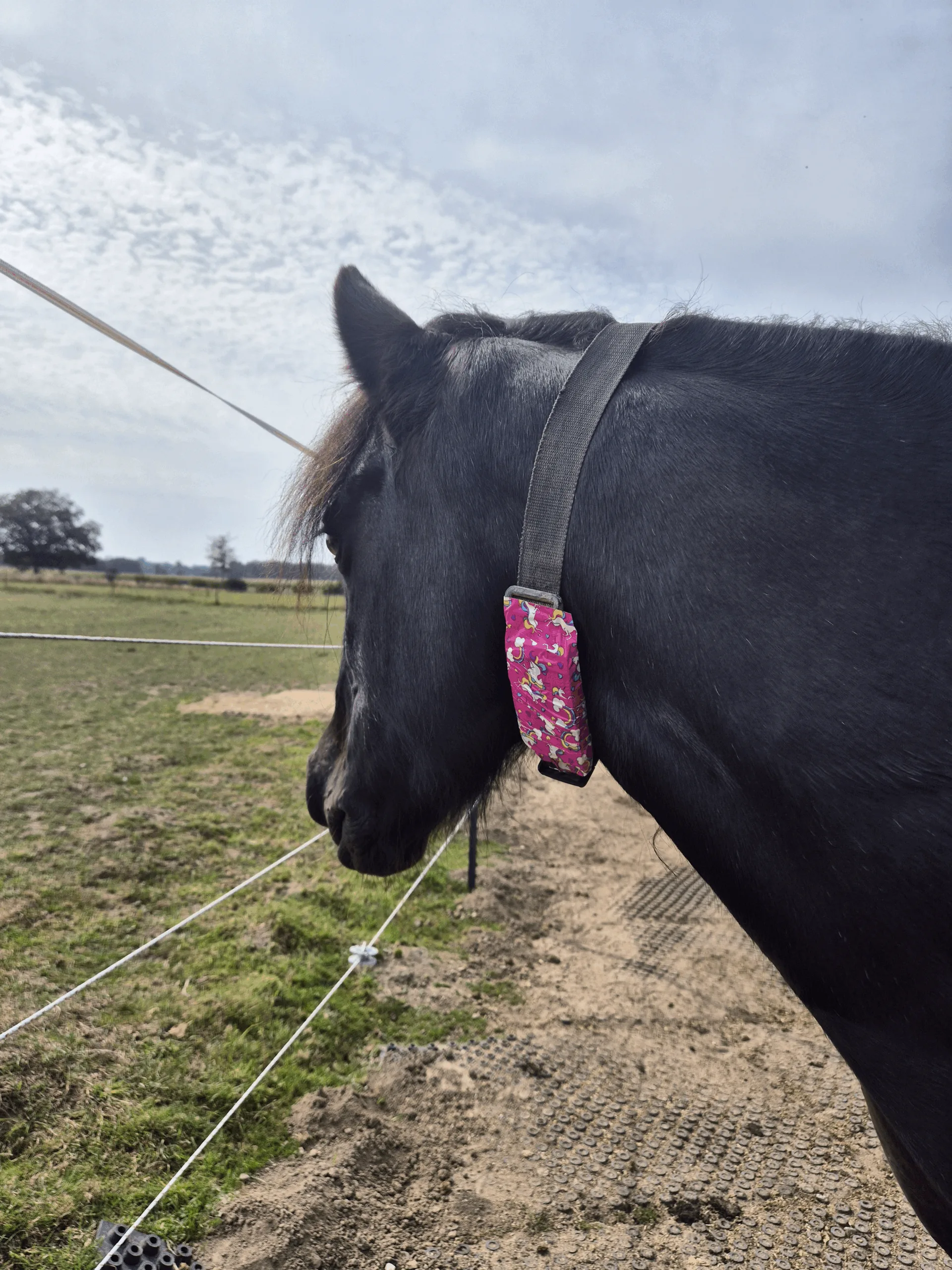 Daily Tracking & Peace of Mind for My Horse - PAJ GPS Tracker